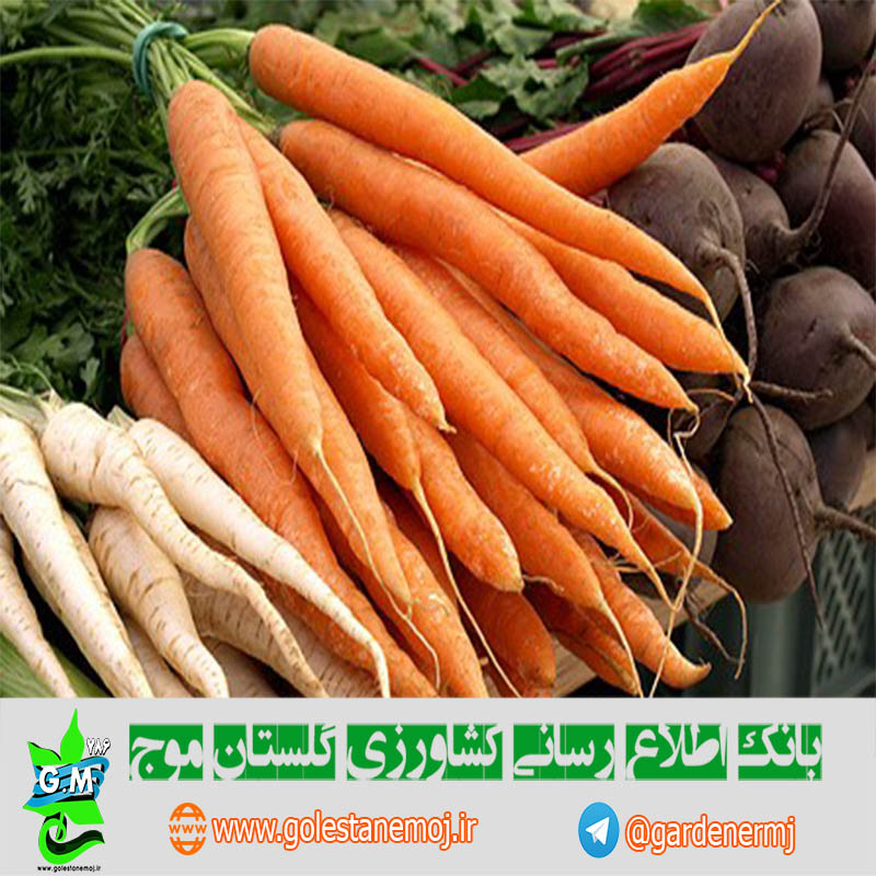 سبزی های ریشه ای | مجله کشاورزی گلستان موج